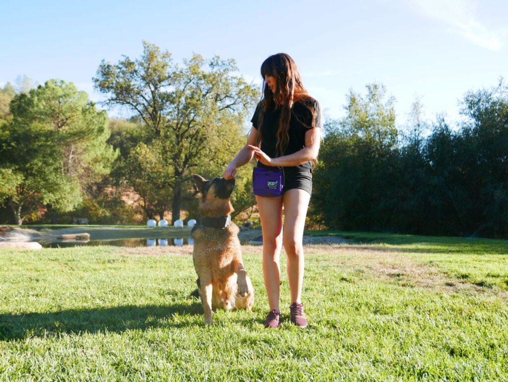 Dog Boarding | K9 Clubhouse Dog Training and Boarding