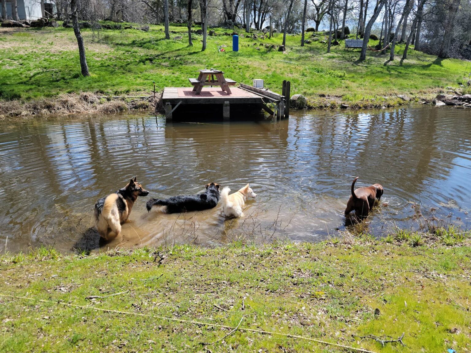 Dog Boarding | K9 Clubhouse Dog Training and Boarding