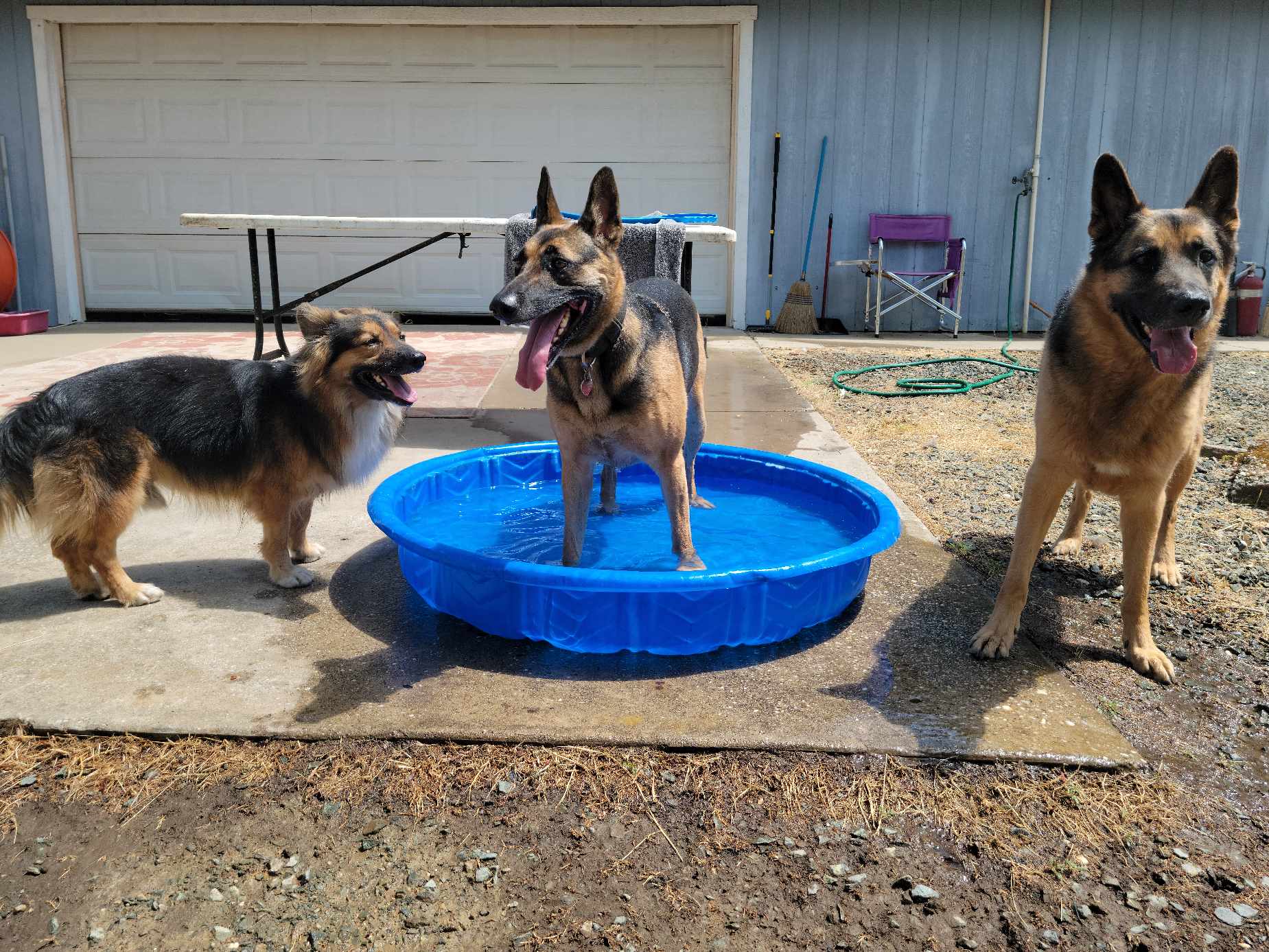 Dog Training - K9 Clubhouse