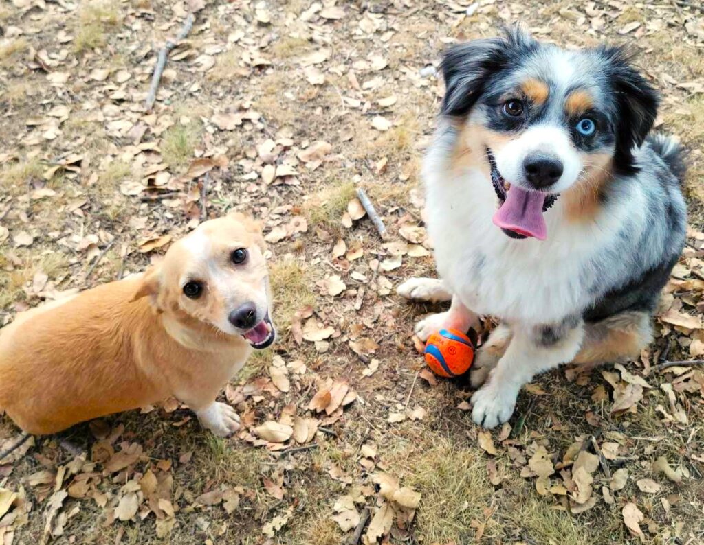 Dog Boarding | K9 Clubhouse Dog Training and Boarding